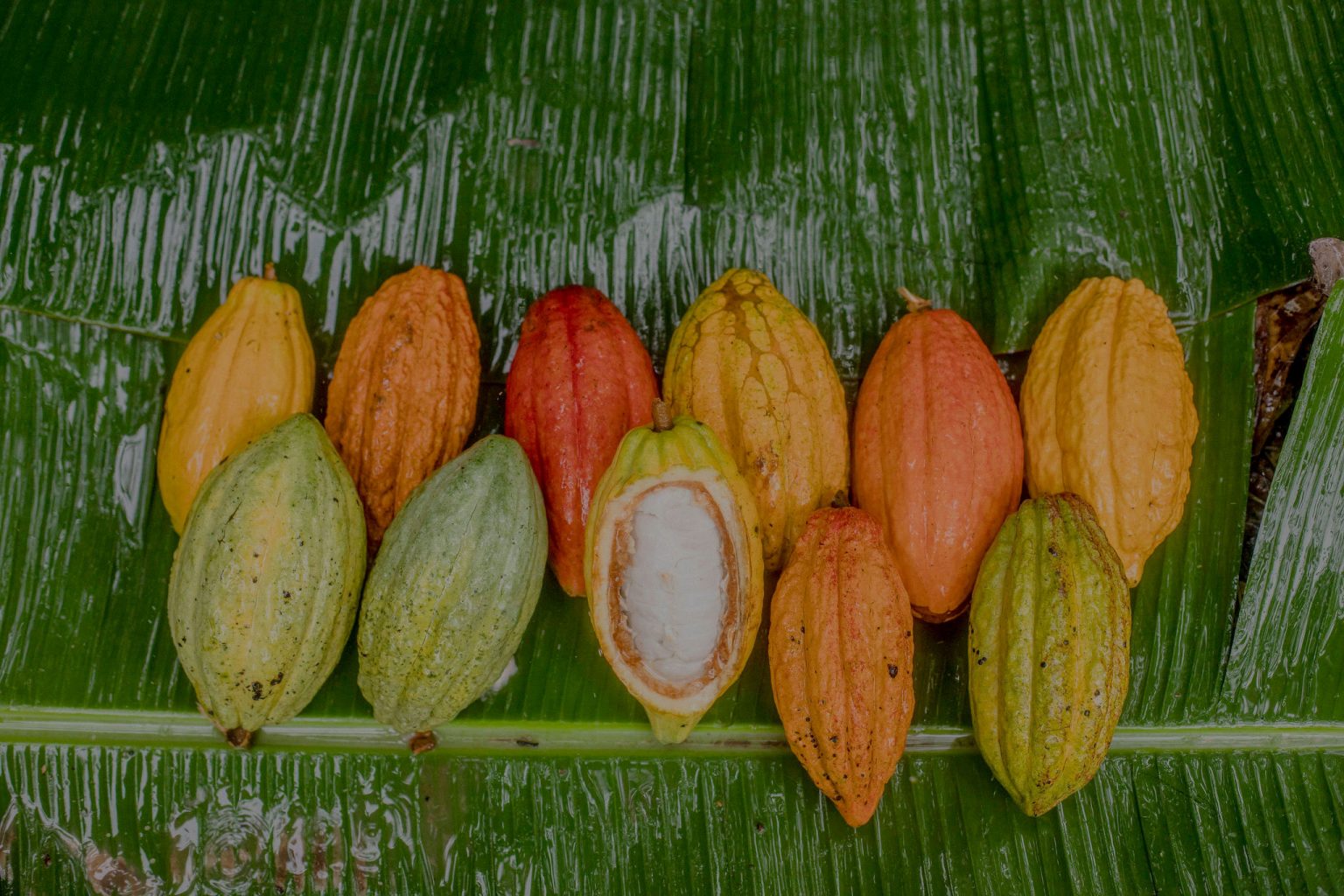 The Cocoa Farmer’s Day: The Heartbeat of Resilience, Unity, and the ...